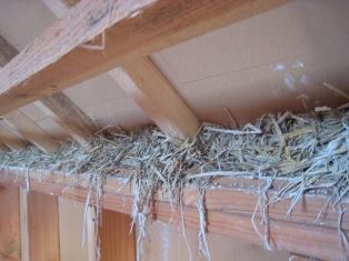 L'utilité des caches-moineaux - Bricom